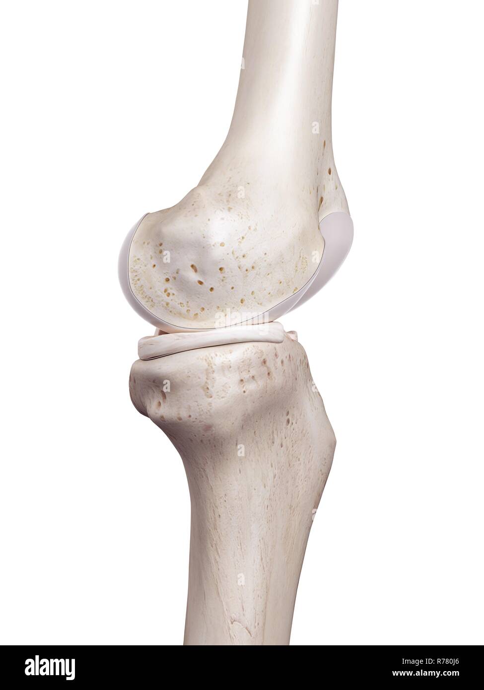 3d rendered illustration of the human knee Stock Photo - Alamy