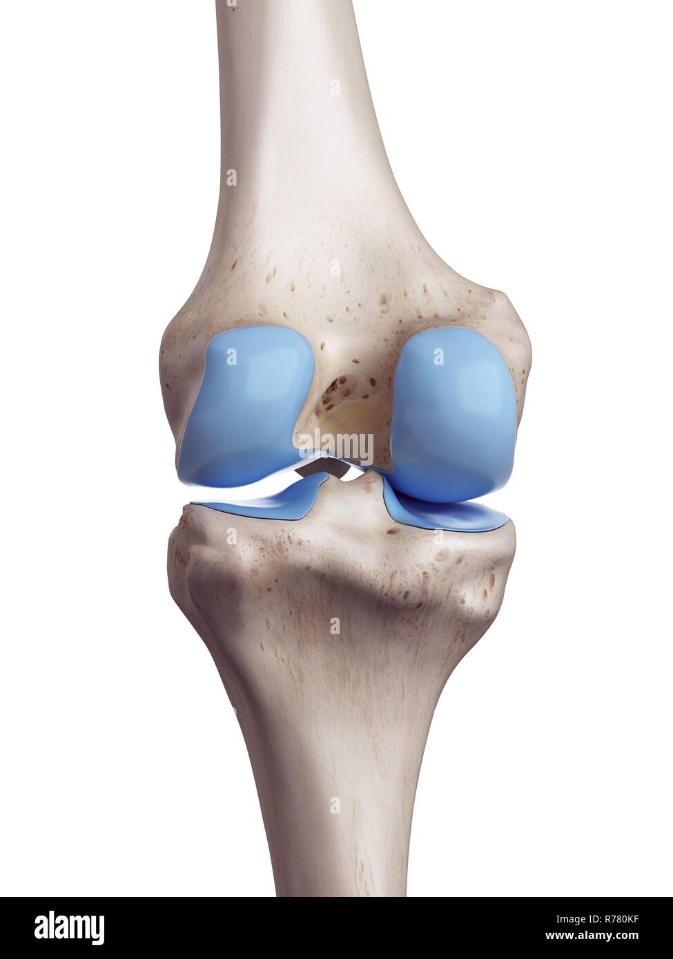 3d rendered illustration of the knee cartilage Stock Photo - Alamy
