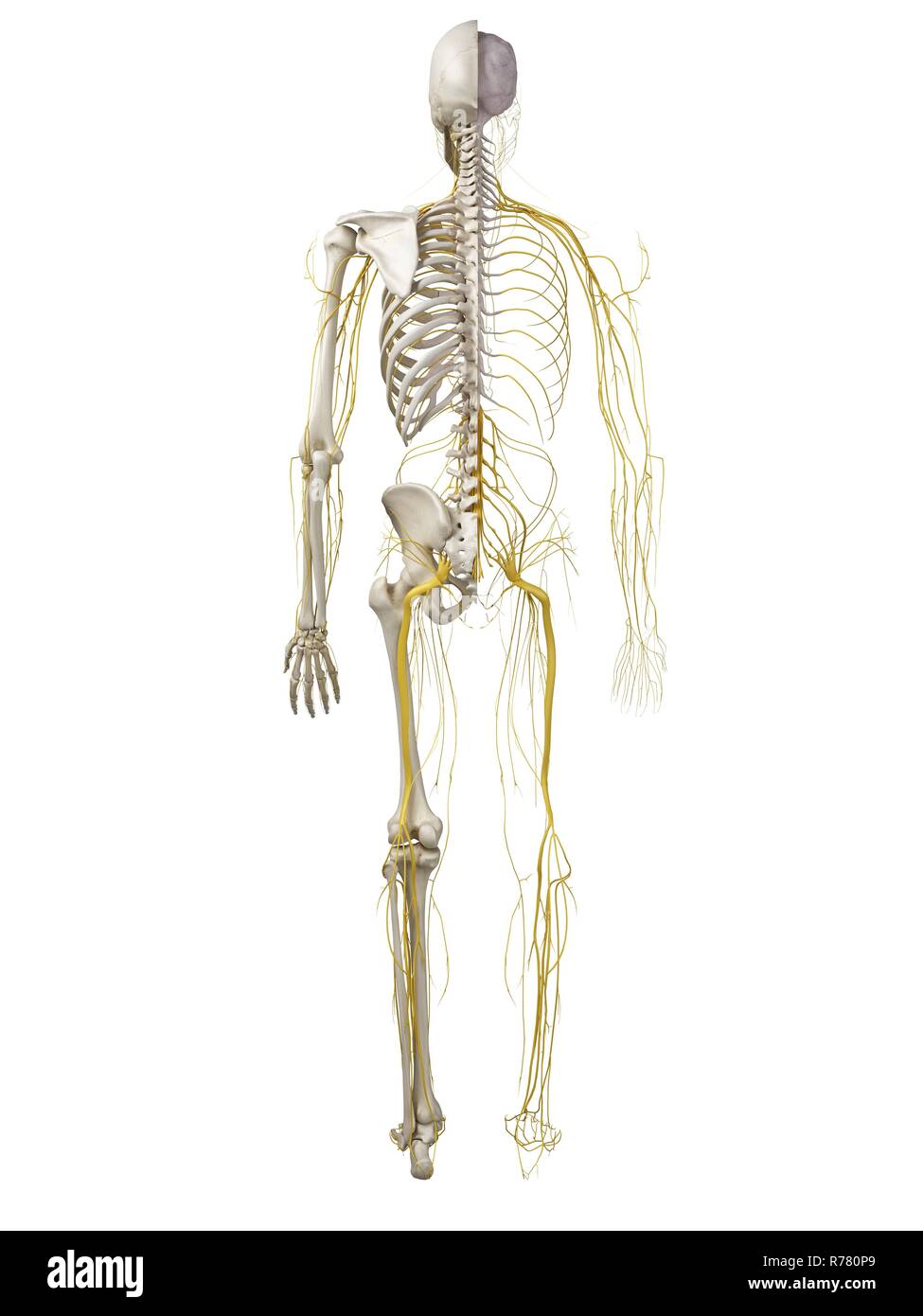 3d rendered illustration of the human nervous system Stock Photo - Alamy