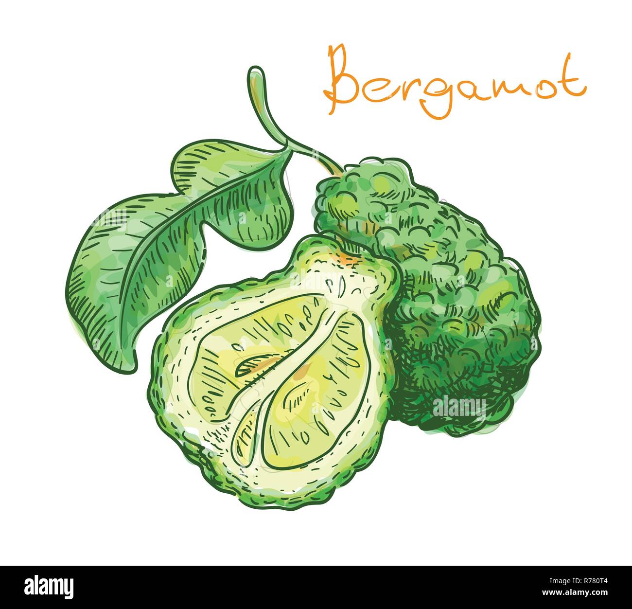 Bergamot fruit on a white background. Vector illustration Stock Vector ...