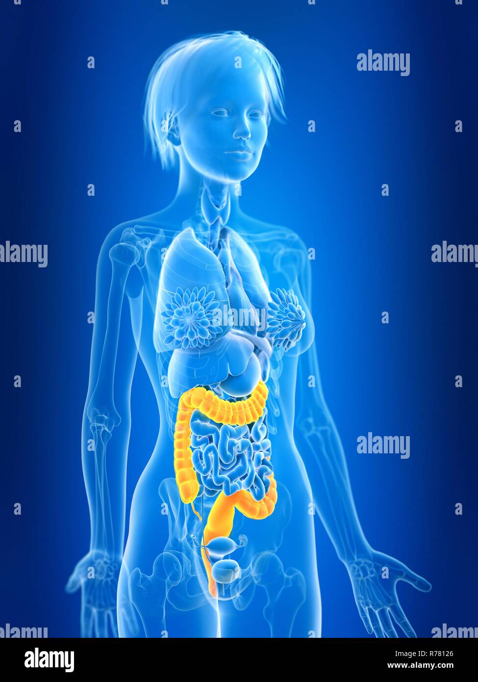 Female Rectum High Resolution Stock Photography and Images - Alamy