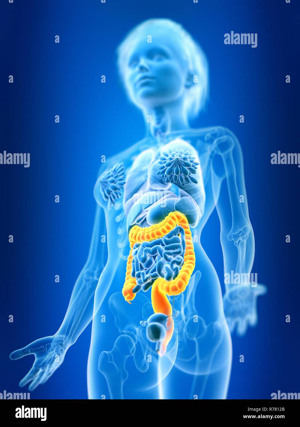 3d rendered illustration of female colon Stock Photo - Alamy