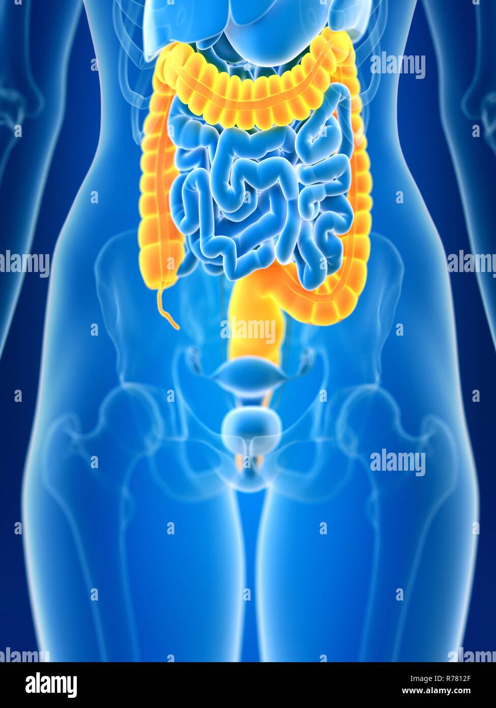 Female Rectum High Resolution Stock Photography and Images - Alamy