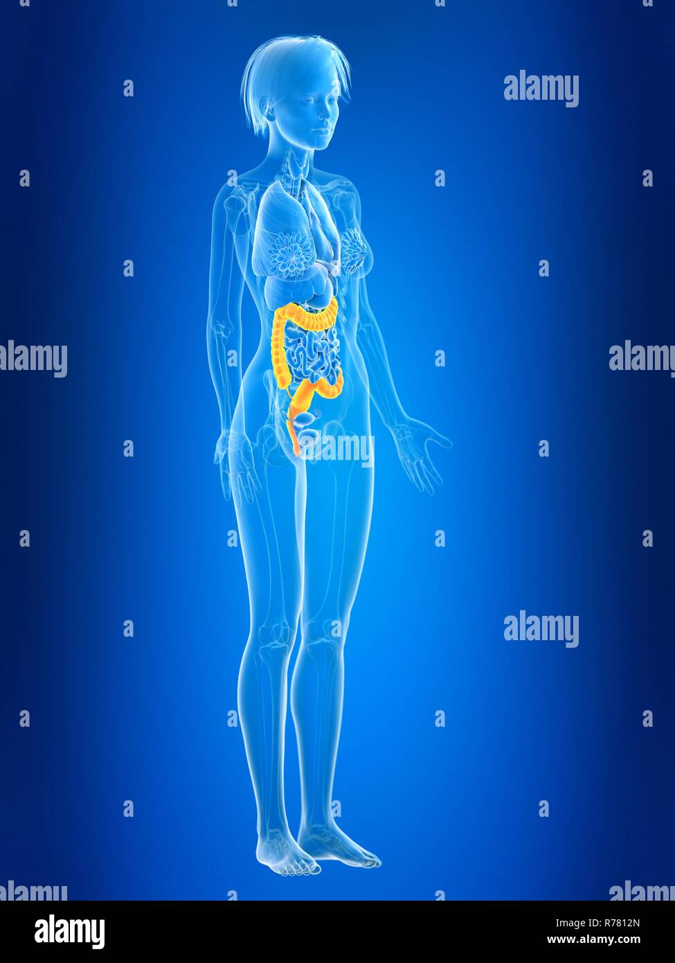 Female colon hi-res stock photography and images - Alamy