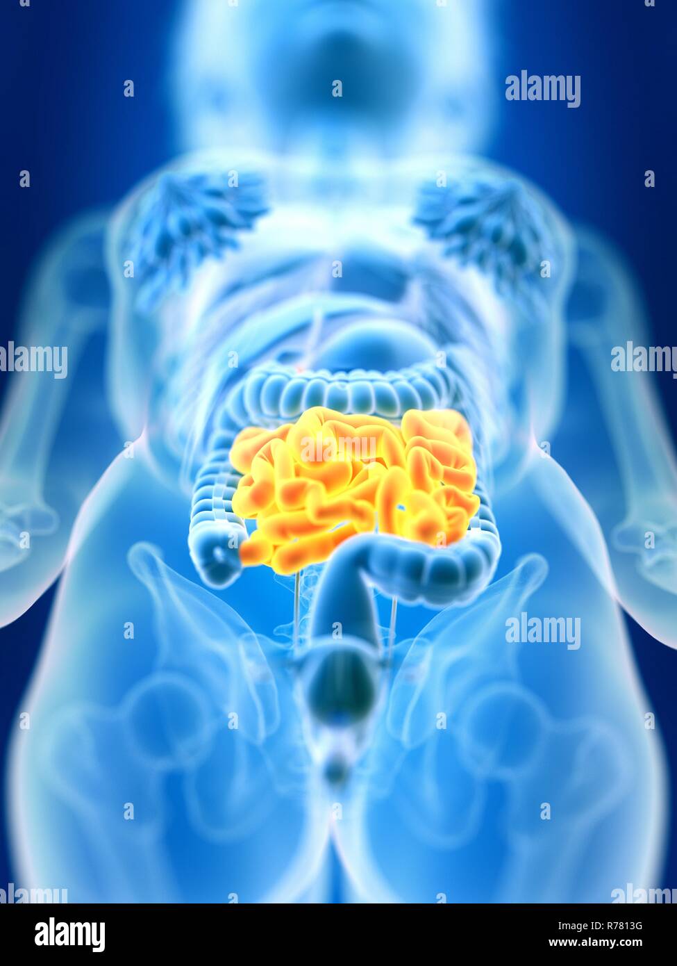 3d rendered illustration of female small intestine Stock Photo - Alamy