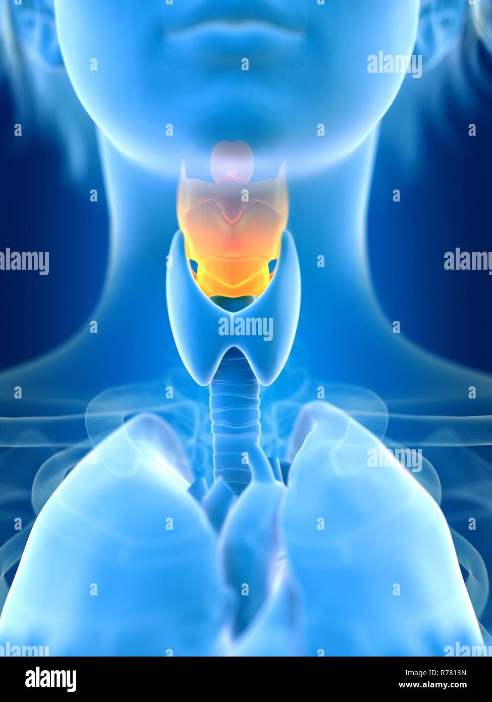 3d rendered illustration larynx anatomy hi-res stock photography and ...