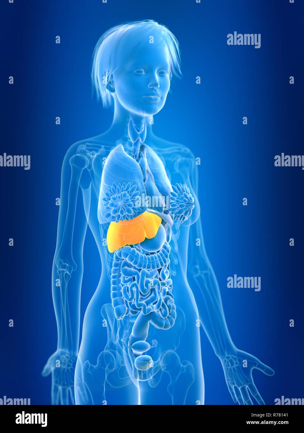 3d rendered illustration of the female body hi-res stock photography ...