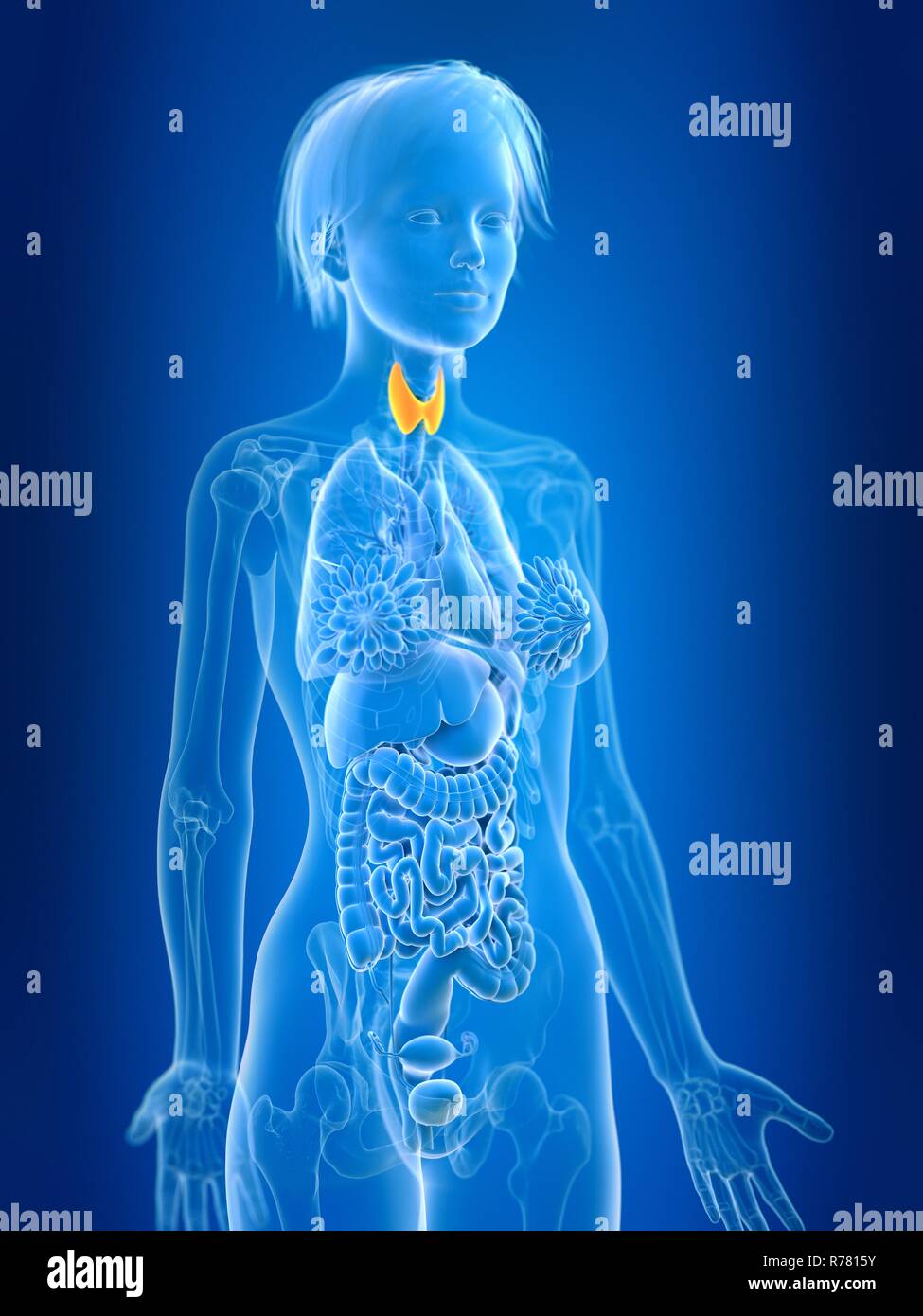 3d rendered illustration of female thyroid gland Stock Photo - Alamy