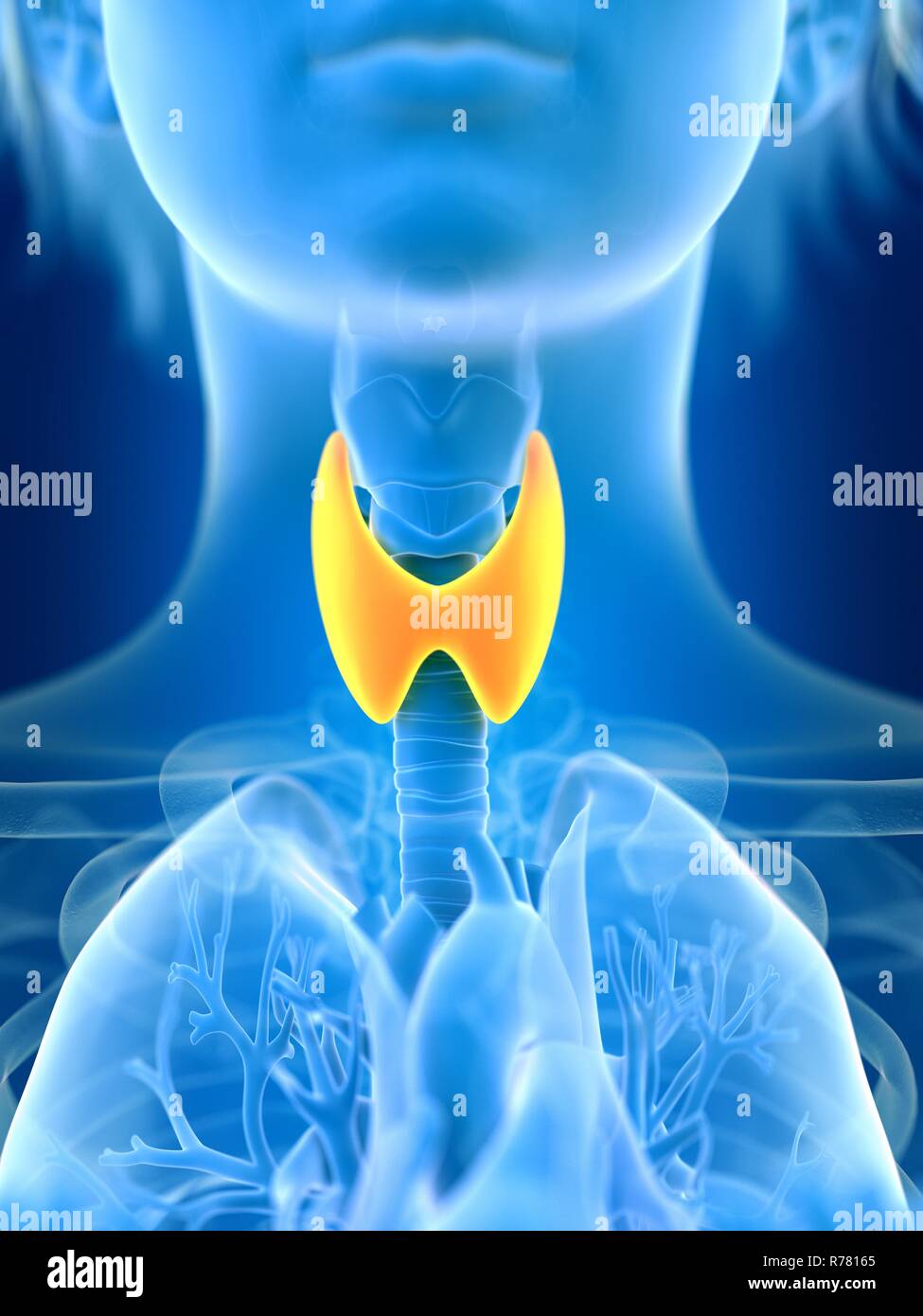 3d rendered illustration of female thyroid gland Stock Photo - Alamy