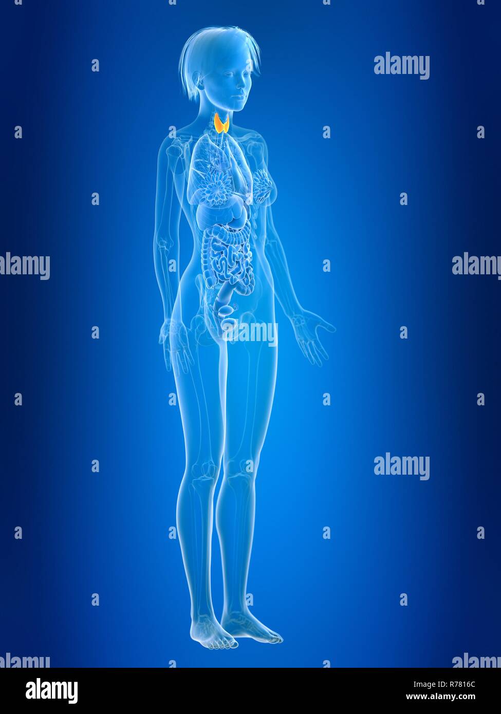 3d rendered illustration of female thyroid gland Stock Photo - Alamy