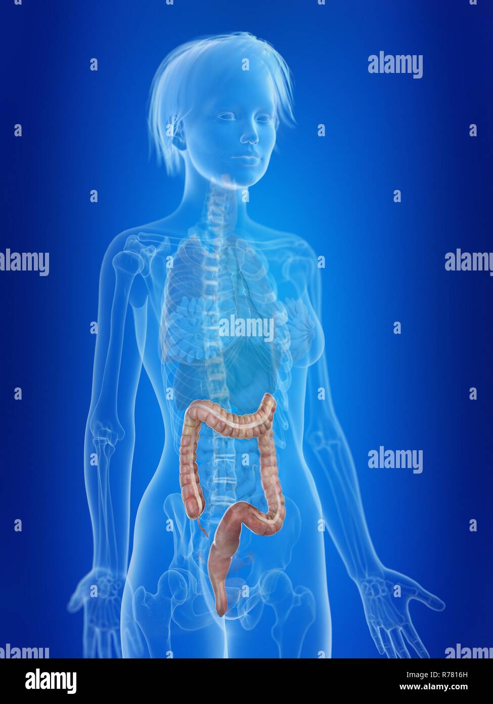 3d woman and digestive tract hi-res stock photography and images - Alamy