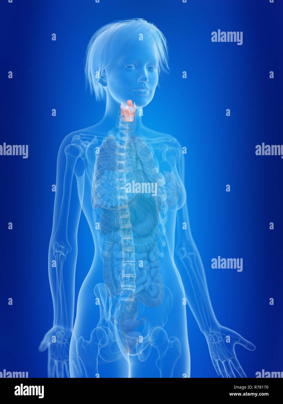 3d rendered illustration of a woman's larynx Stock Photo - Alamy