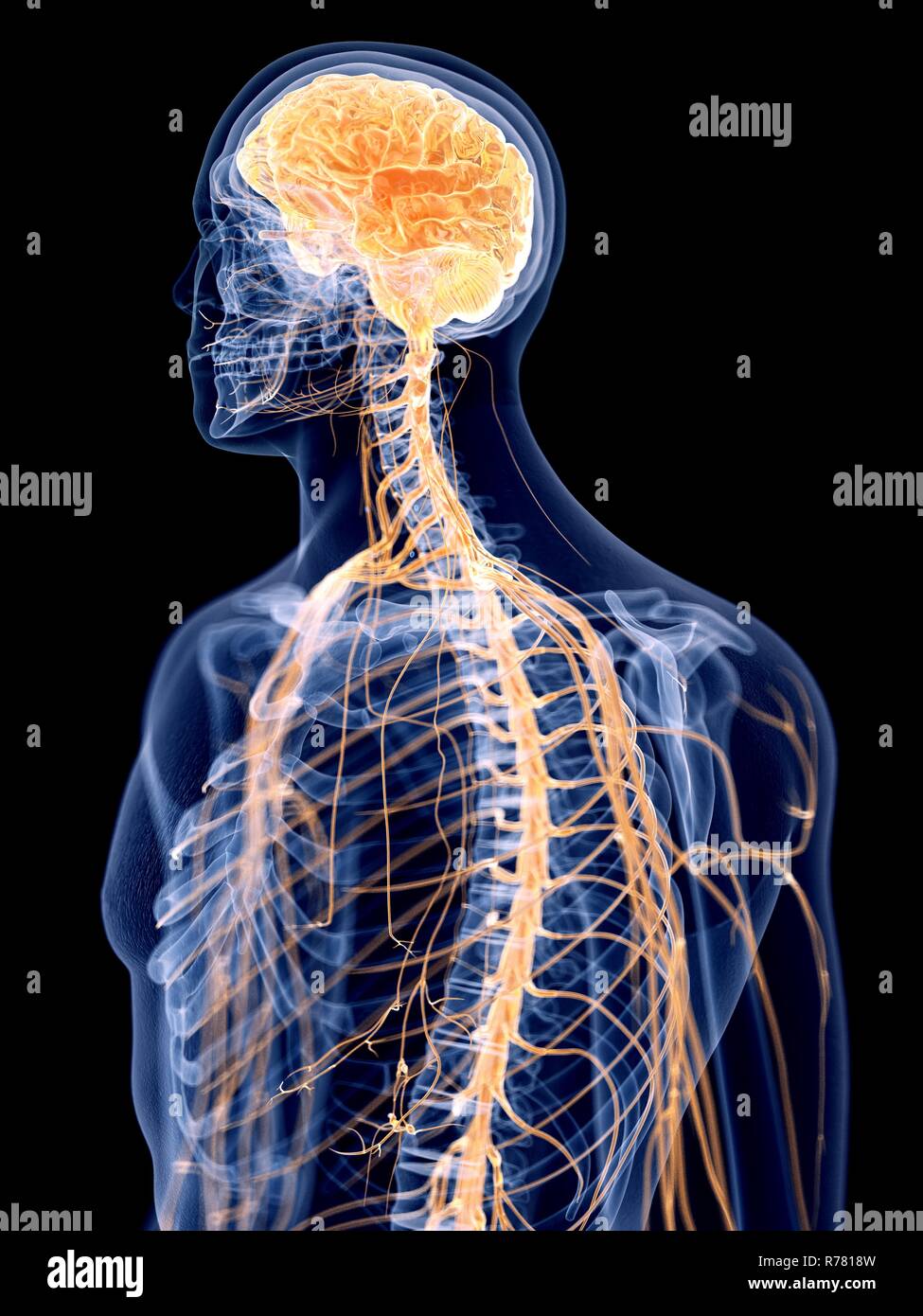 3d rendered illustration of the human nervous system Stock Photo - Alamy