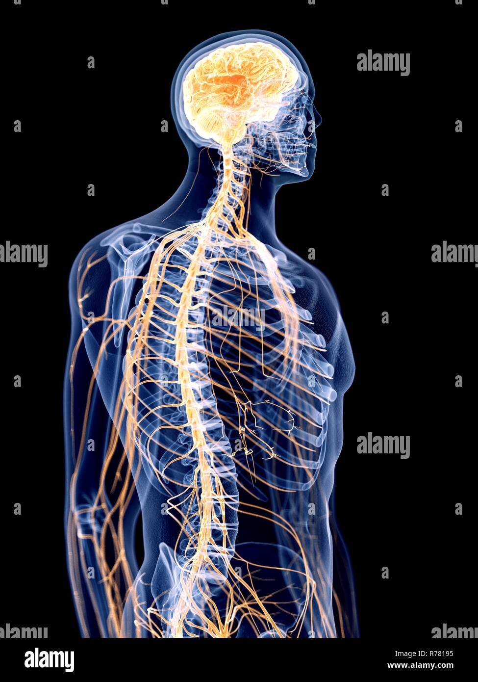 3d rendered illustration of the human nervous system Stock Photo - Alamy