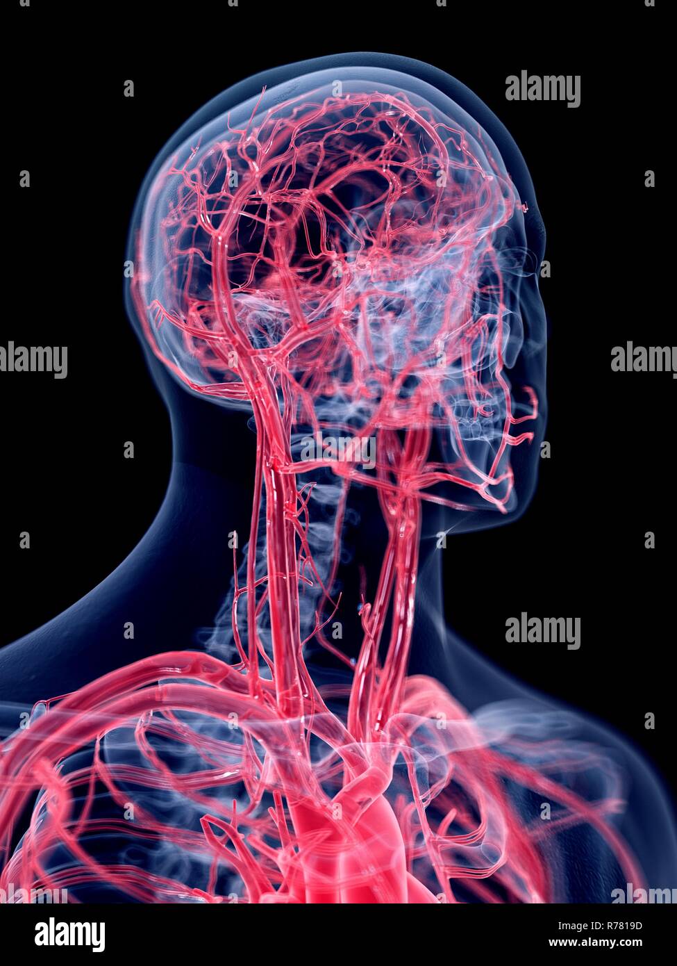 3d rendered illustration of the vascular system of the head Stock Photo ...