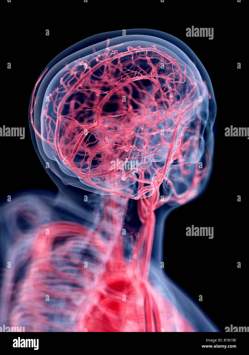 3d rendered illustration of the vascular system of the head Stock Photo ...
