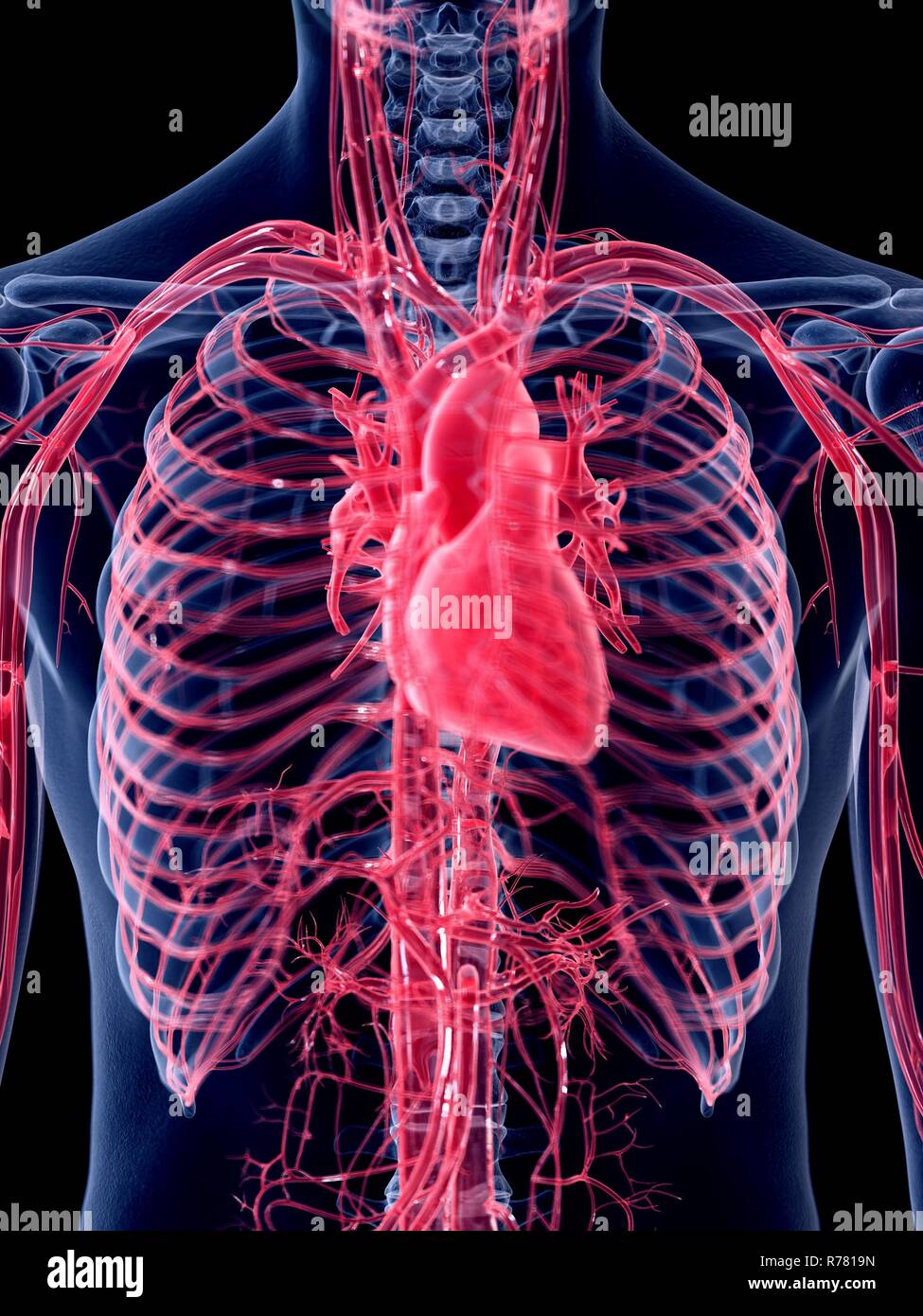 3d human body and heart anatomy hi-res stock photography and images - Alamy