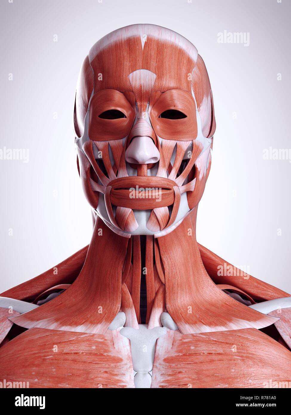 3d rendered illustration of the head and neck muscles Stock Photo - Alamy