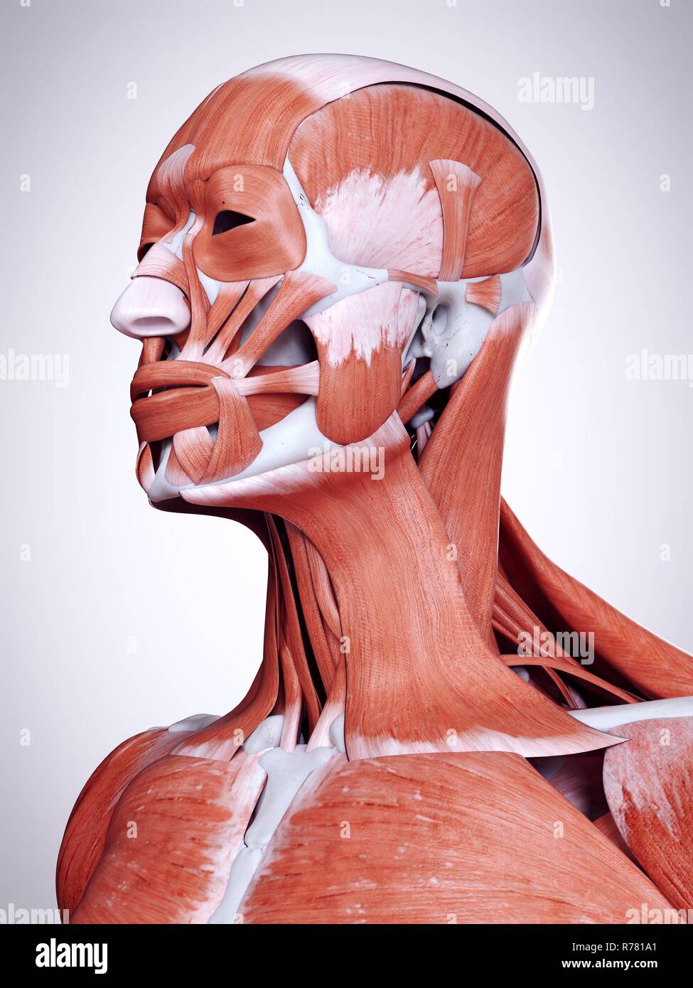 3d rendered illustration of the head and neck muscles Stock Photo - Alamy