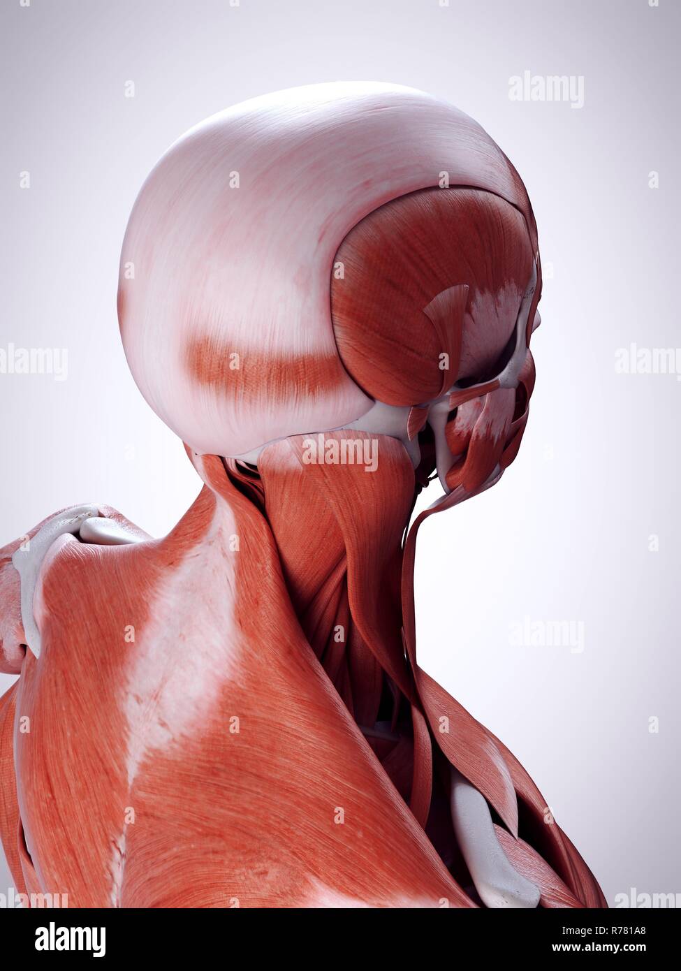3d rendered illustration of the neck muscles Stock Photo - Alamy