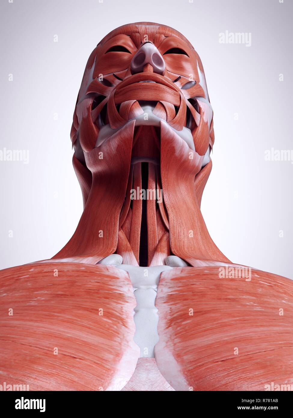 3d rendered illustration of the neck muscles Stock Photo - Alamy