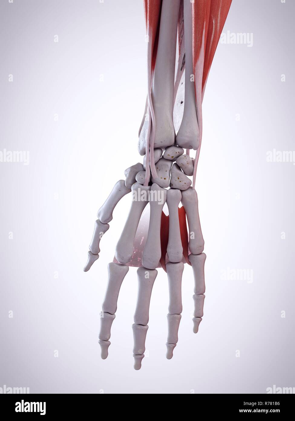 3d rendered illustration of the hand anatomy Stock Photo - Alamy