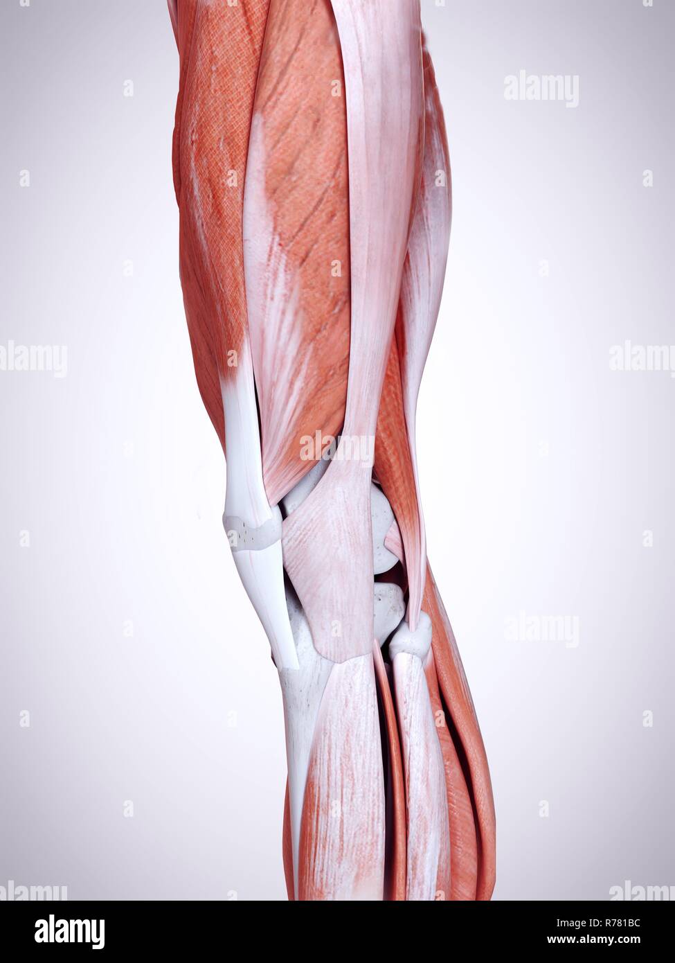 3d rendered illustration of the leg muscles Stock Photo - Alamy