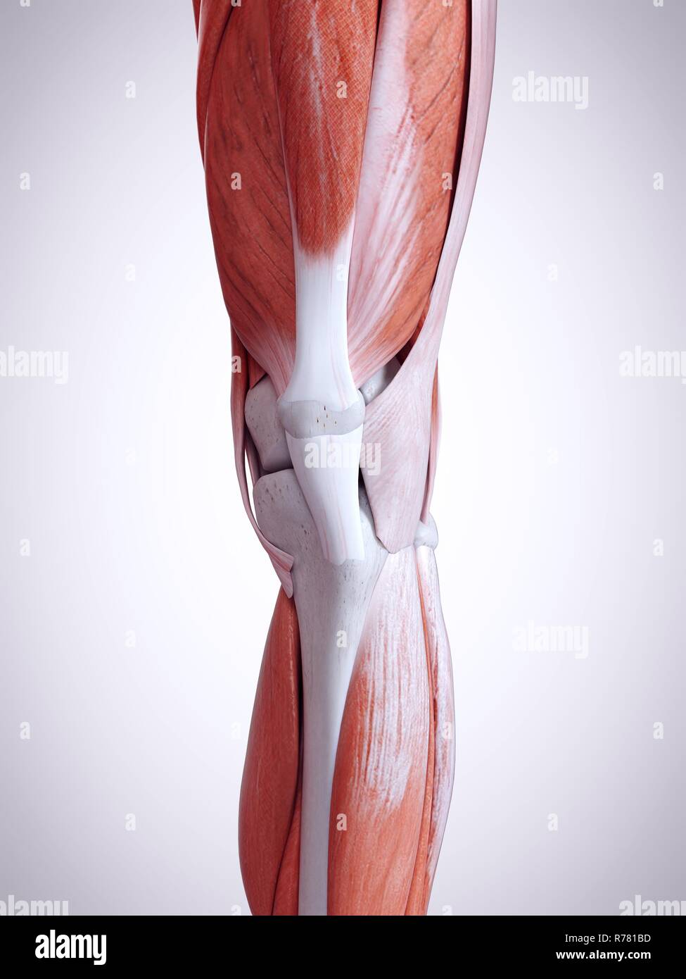 3d rendered illustration of the leg muscles Stock Photo - Alamy