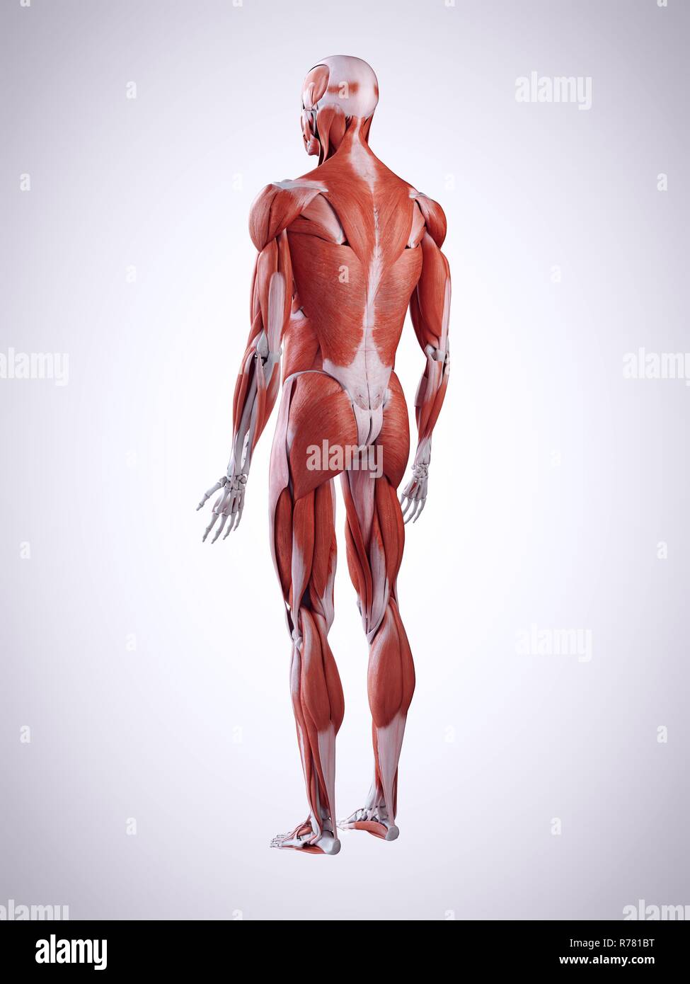 3d rendered illustration of the back muscles Stock Photo - Alamy