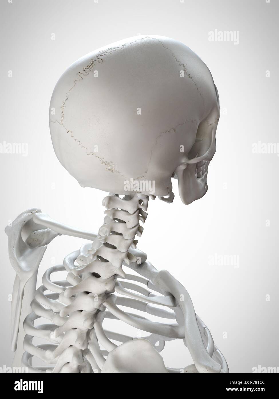 3d rendered illustration of the head and neck Stock Photo - Alamy