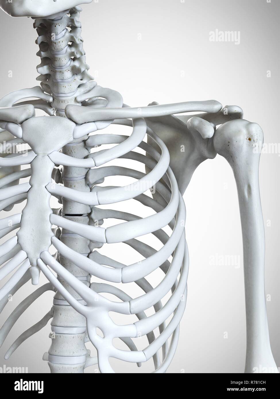 Coracoid process hi-res stock photography and images - Alamy