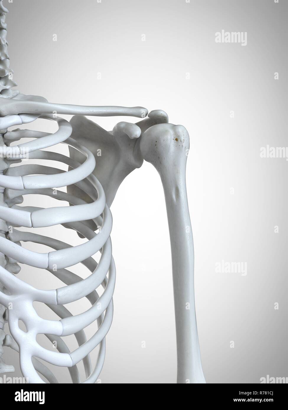 Coracoid process High Resolution Stock Photography and Images - Alamy