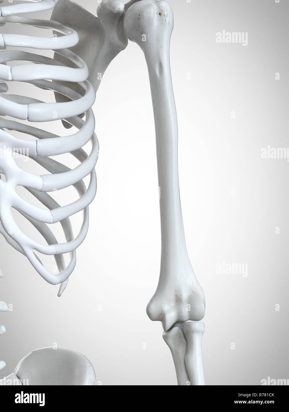 3d rendered illustration of the humerus Stock Photo - Alamy