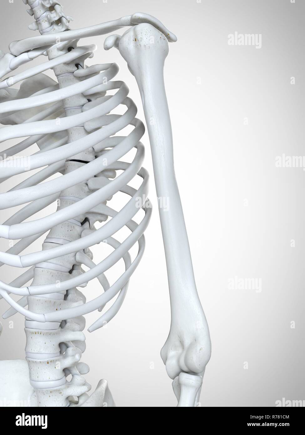 3d rendered illustration of the humerus Stock Photo - Alamy