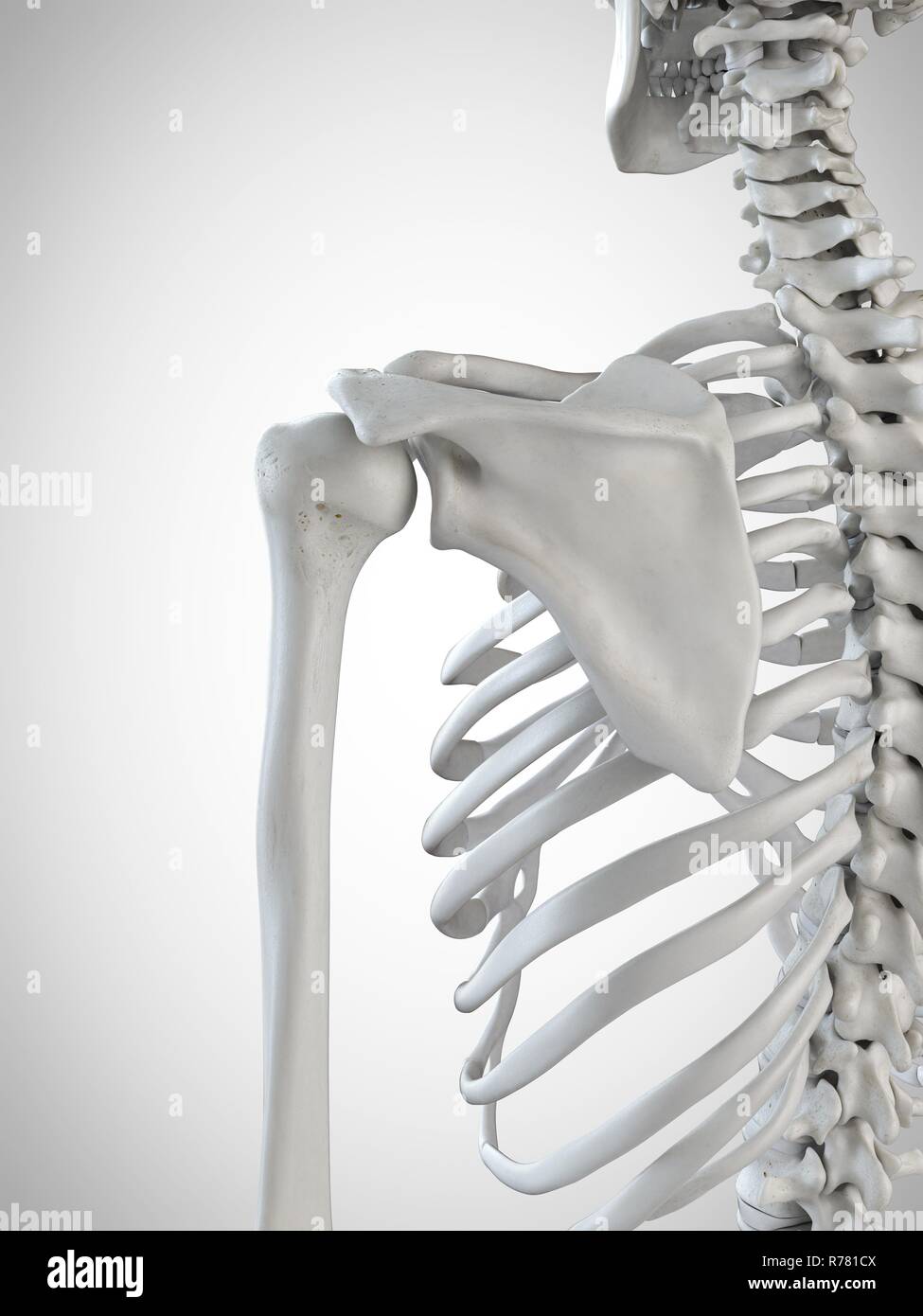 3d rendered illustration of the shoulder bones Stock Photo - Alamy