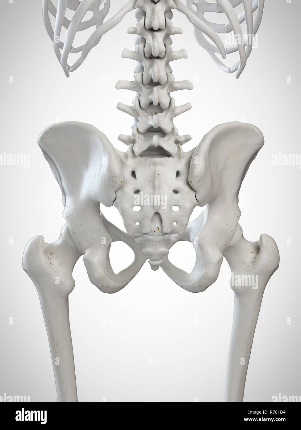 Pelvic socket hi-res stock photography and images - Alamy
