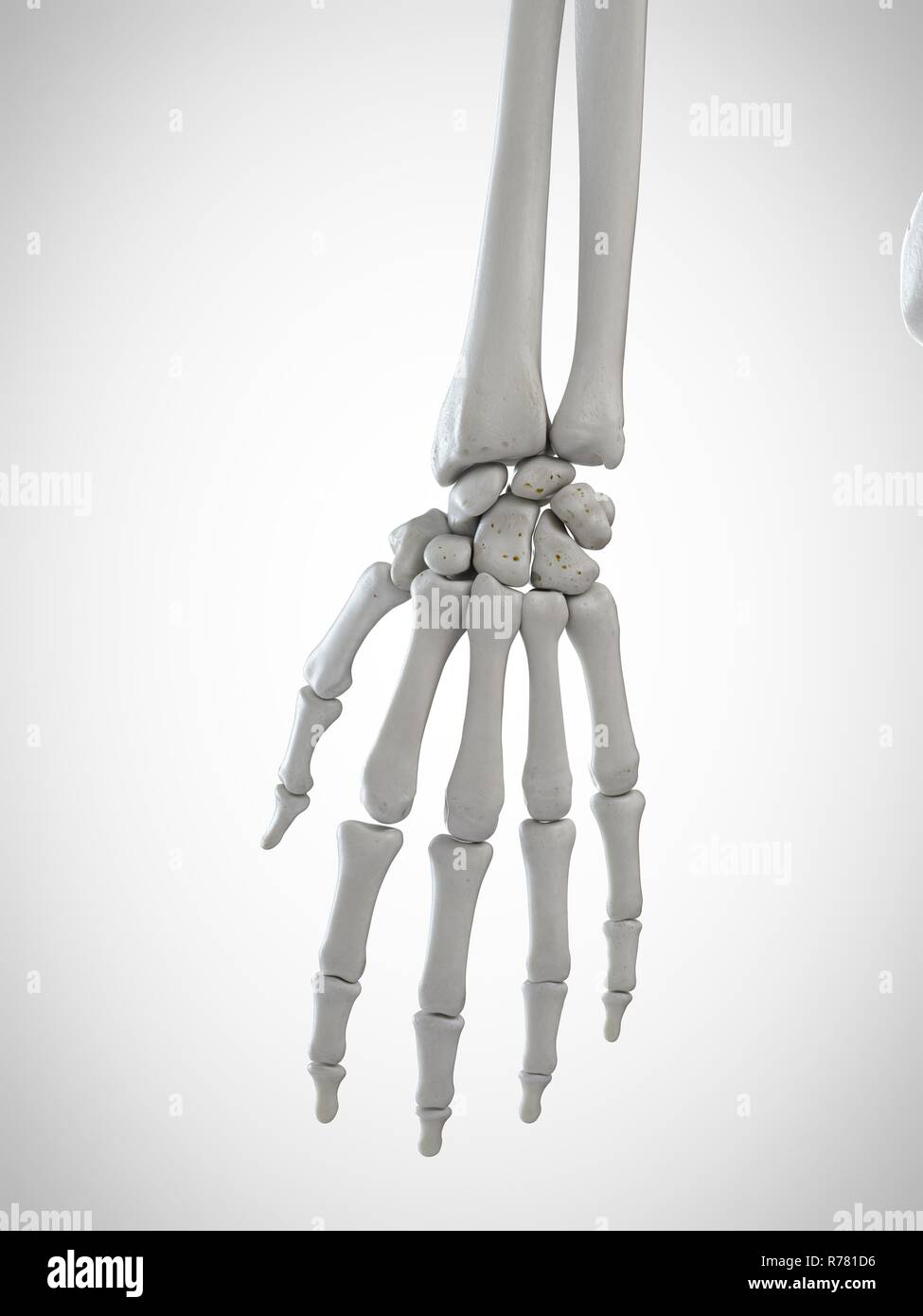 3d rendered illustration of the skeletal hand Stock Photo - Alamy