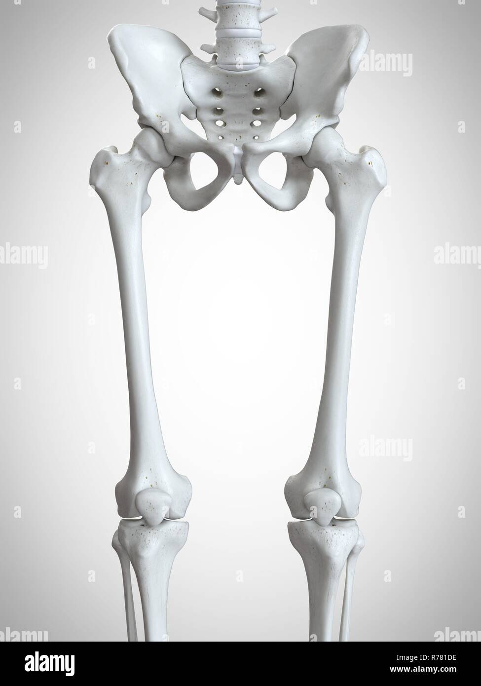 3d rendered illustration of the upper leg bones Stock Photo - Alamy