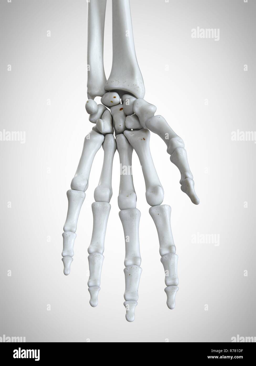 3d rendered illustration of the hand bones Stock Photo - Alamy