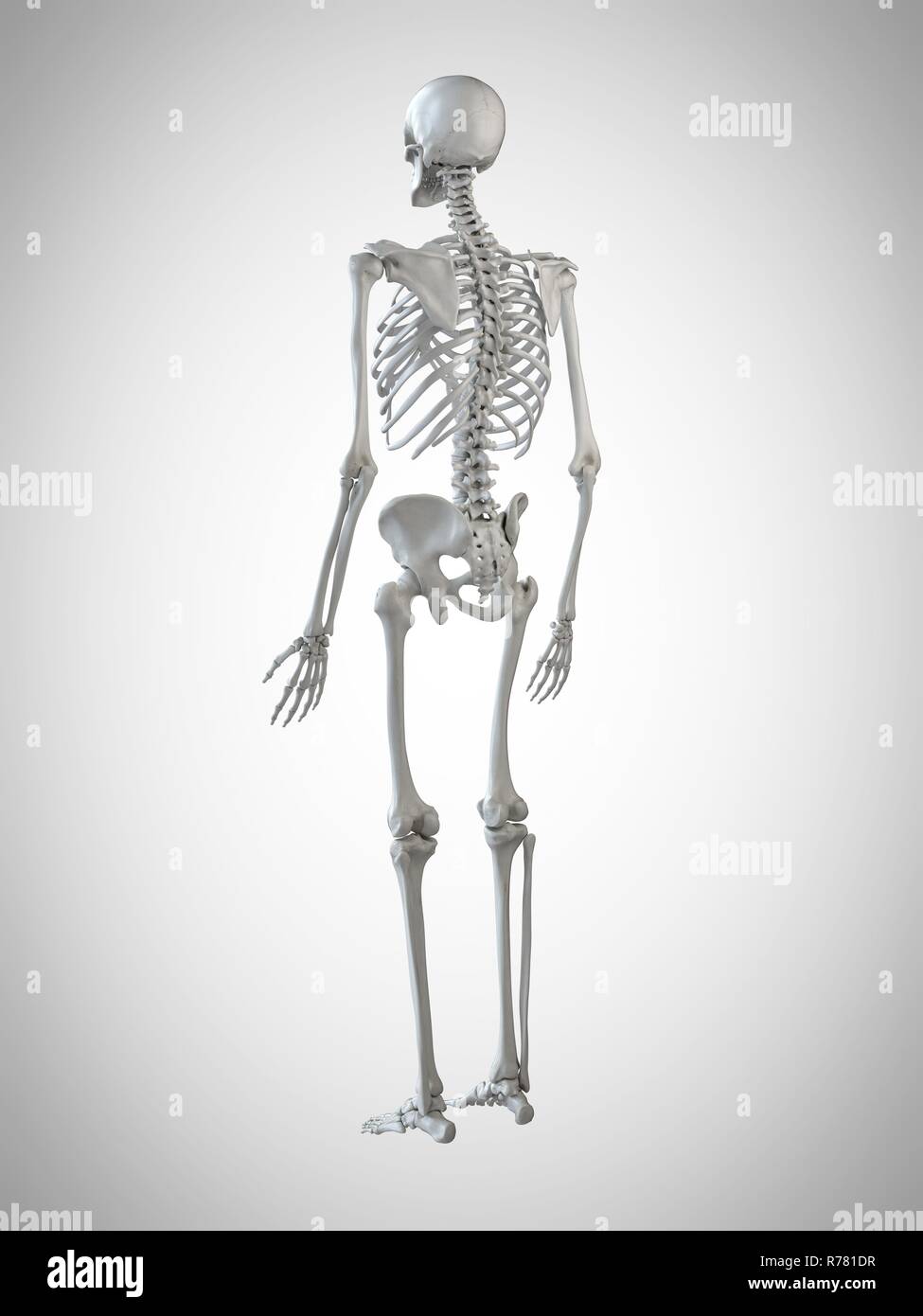 3d rendered illustration of a human skeleton Stock Photo - Alamy