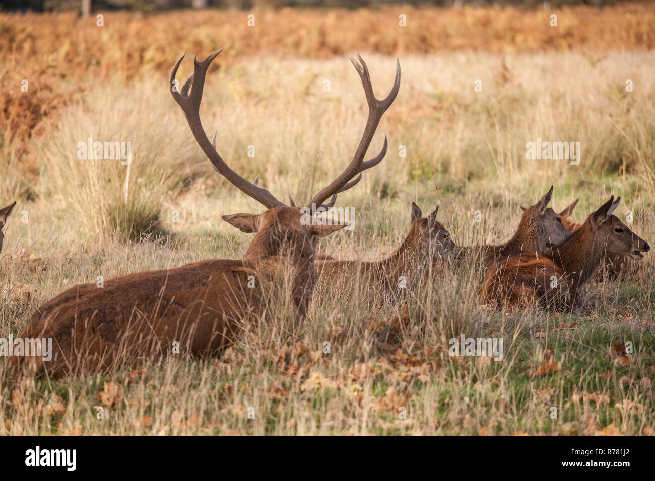 A Red stag deer looks over the hinds in Bushy Park,London,England,UK ...