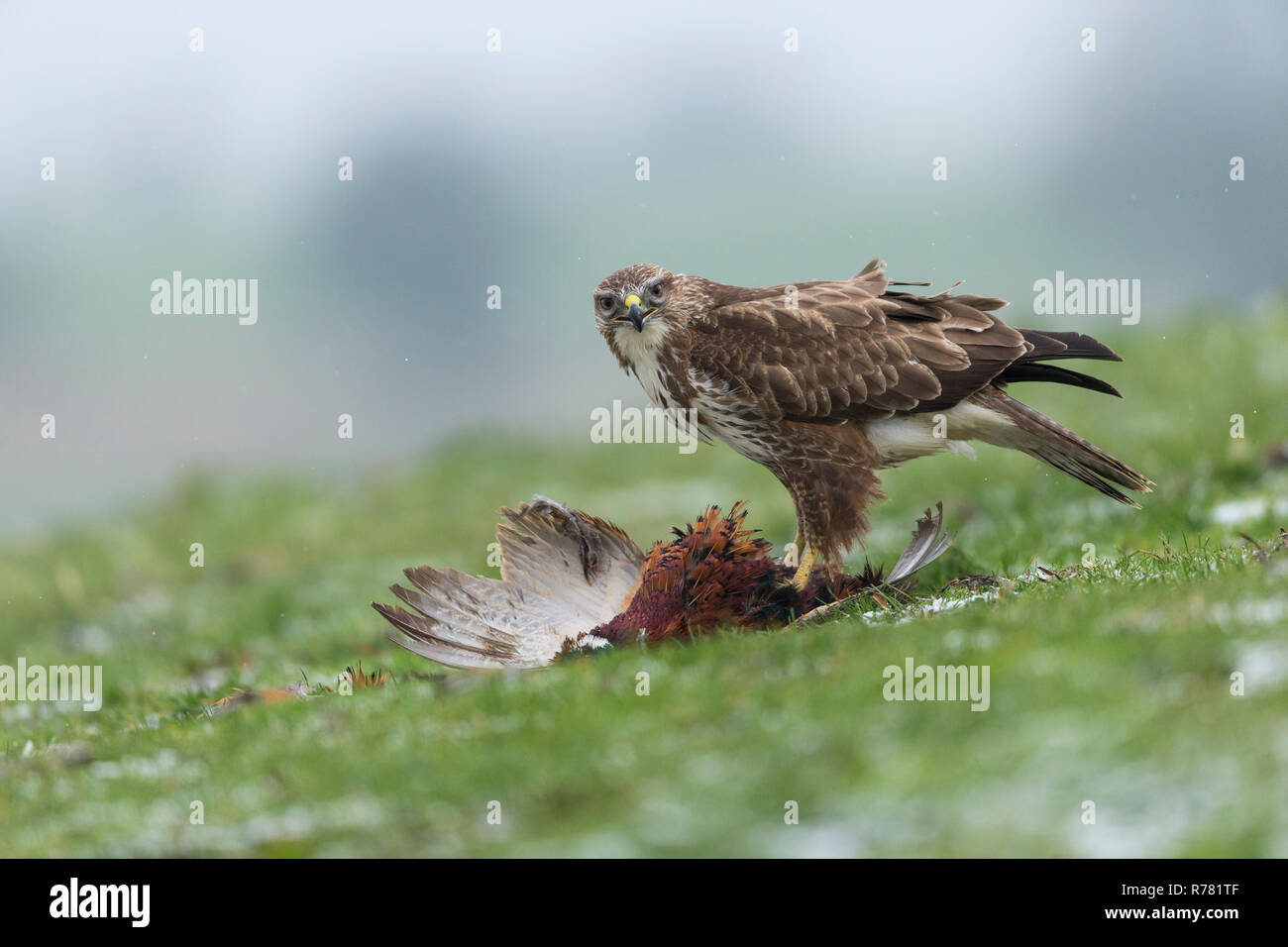Buzzard uk pheasant hi-res stock photography and images - Alamy