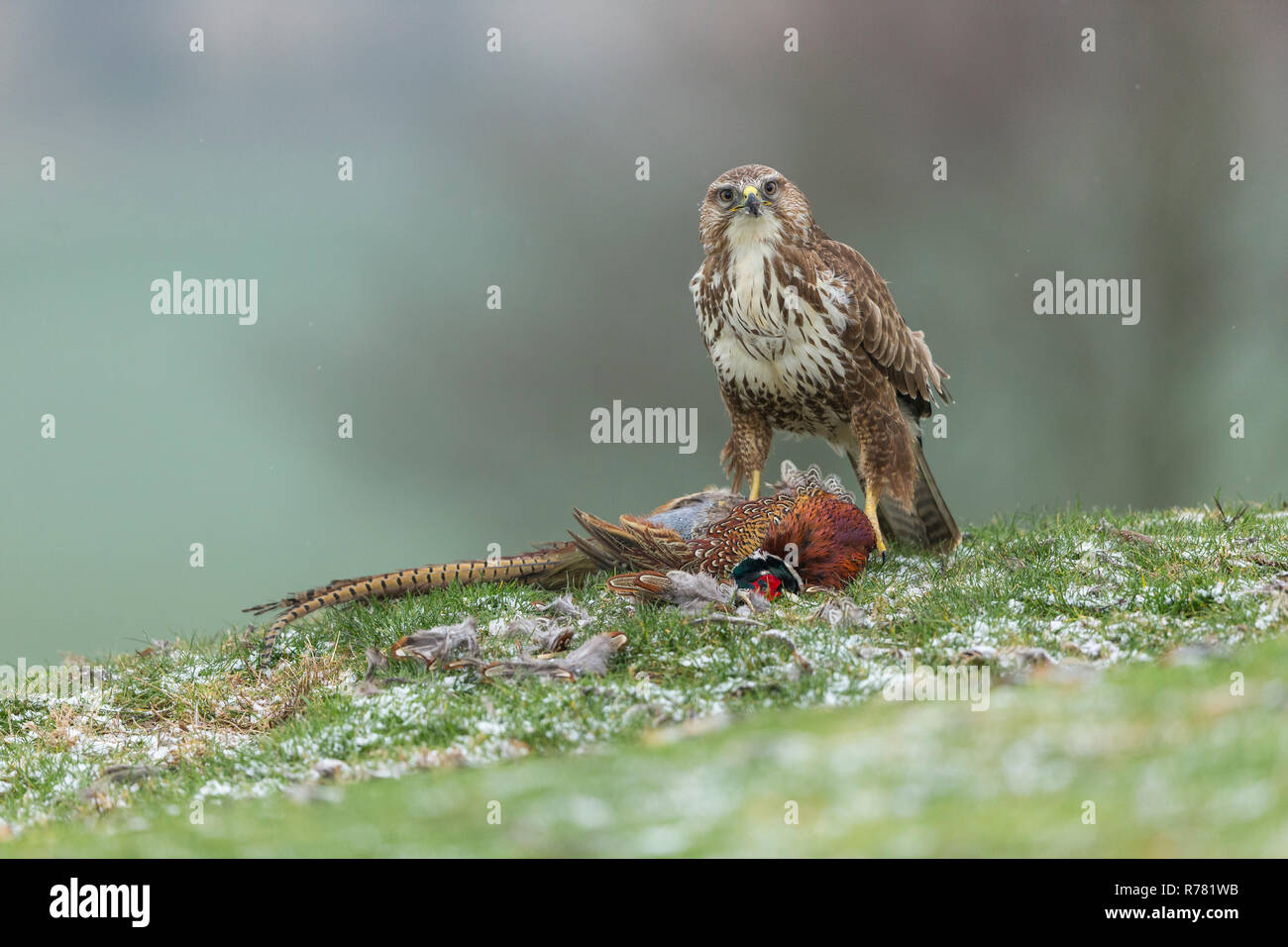 Buzzard uk pheasant hi-res stock photography and images - Alamy
