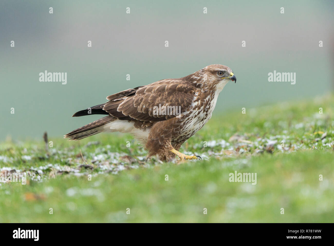 Buzzards winter uk hi-res stock photography and images - Alamy