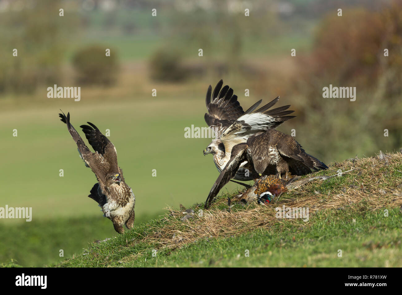Common buzzard Buteo buteo, mantling Common pheasant Phasianus ...