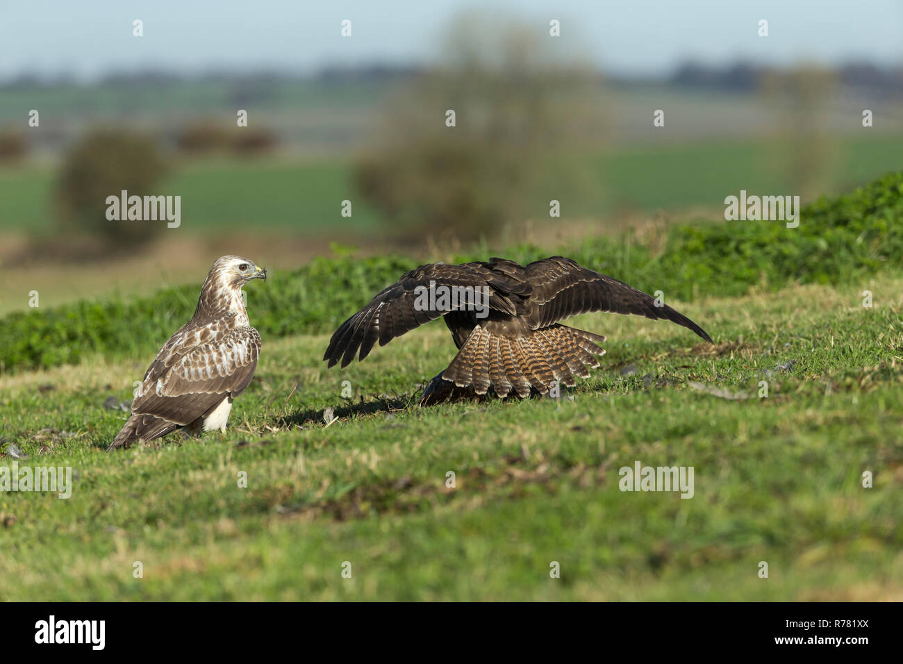 Mantling High Resolution Stock Photography and Images - Alamy