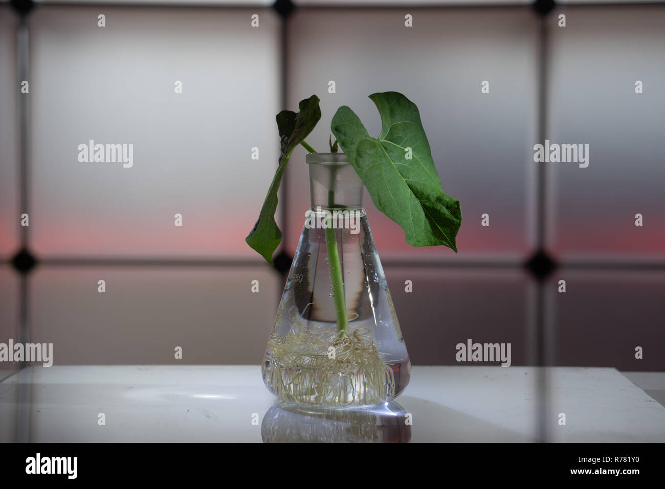 Fragrance discovery hi-res stock photography and images - Alamy