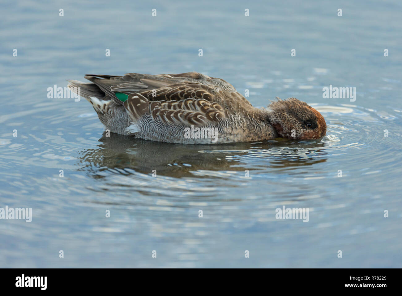 Eclipse Drake Blue Winged Teal
