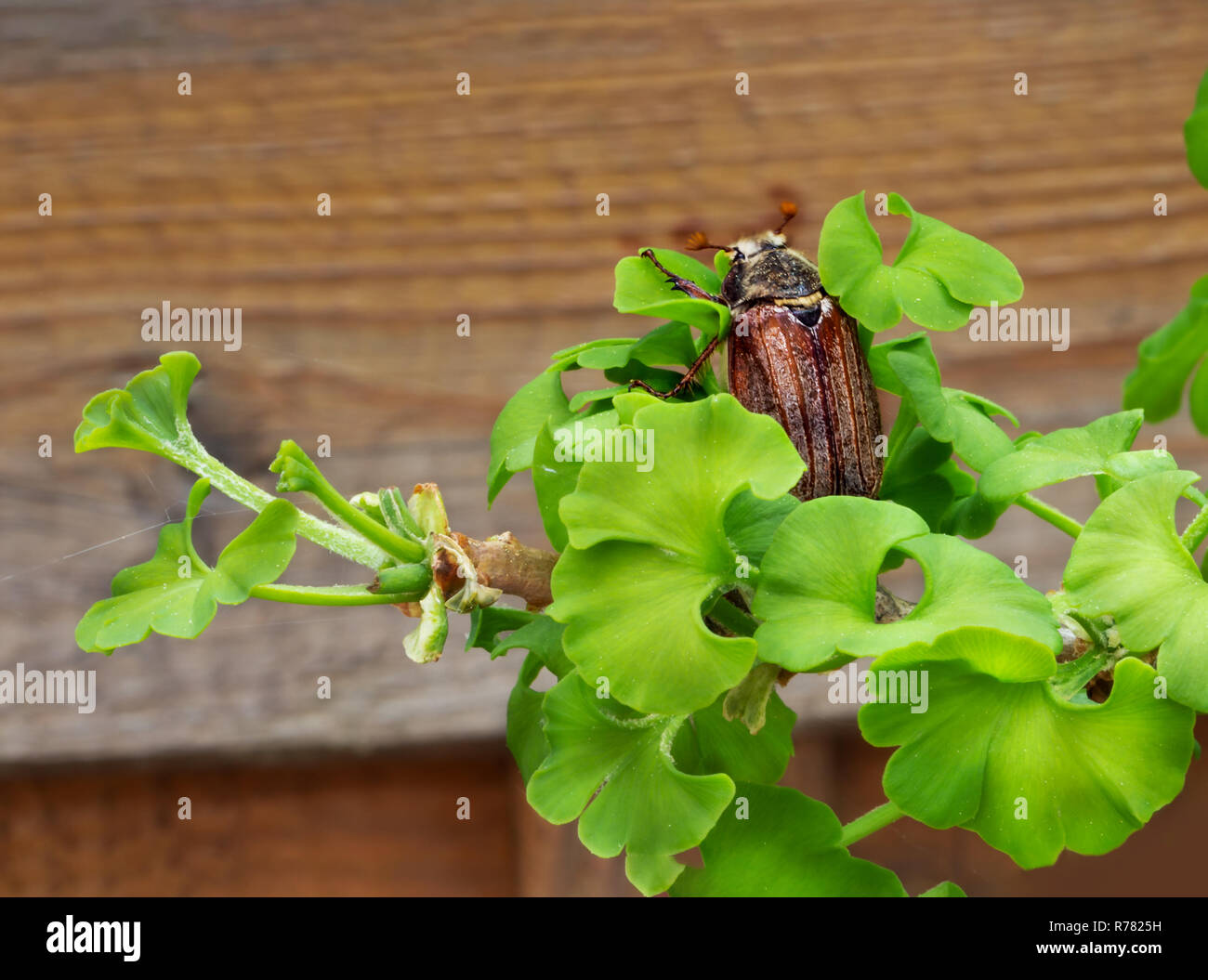 nothing like it Stock Photo - Alamy