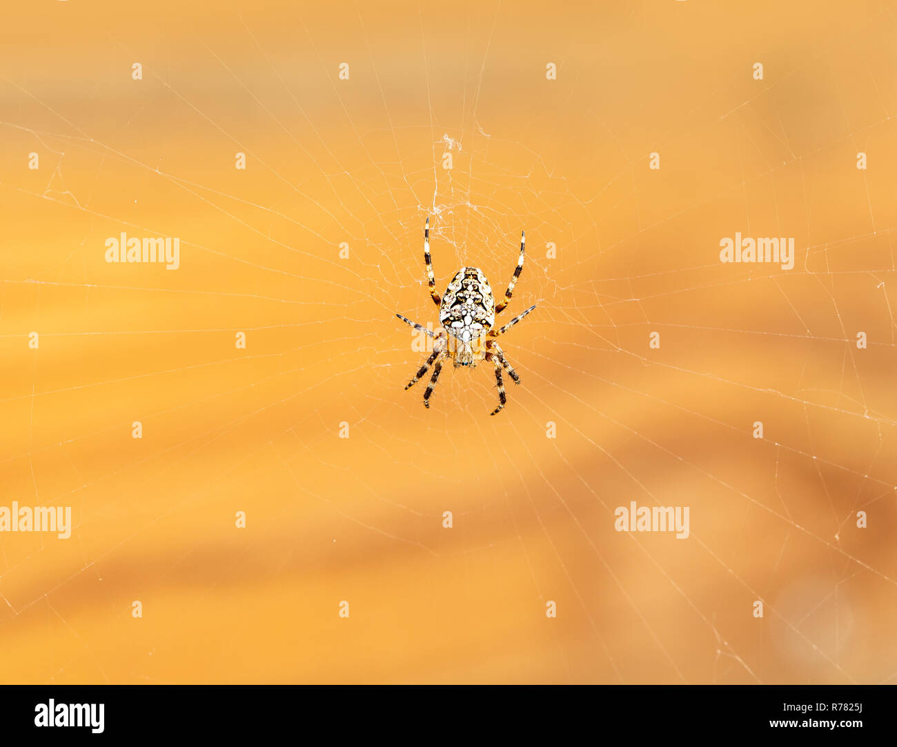 Spider at sun hi-res stock photography and images - Alamy